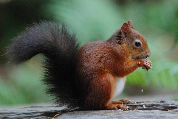 red squirrel events