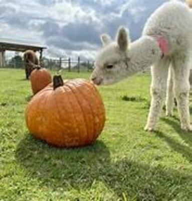 alpaca and pumpkins