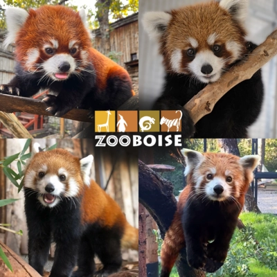 red panda events