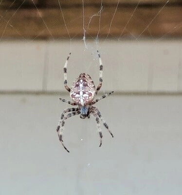 misunderstood spider