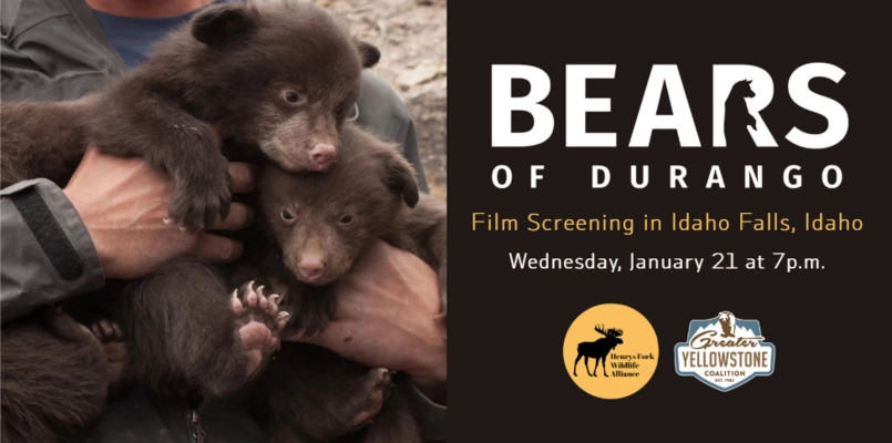 the bears documentary